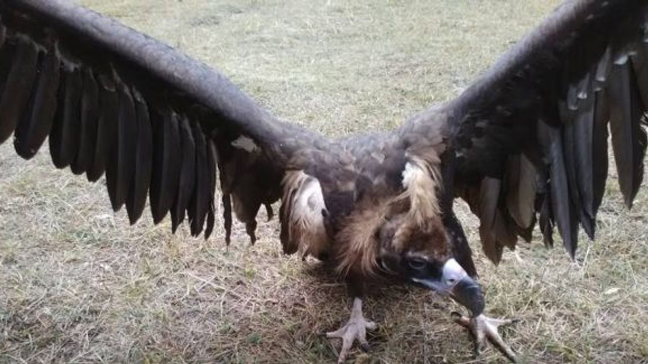 Sarıkamış’ta bulunan Kara Akbaba emin ellerde - Hukuki Haber