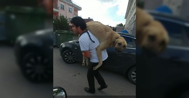 Hasta köpeği tedavi ettirmek için 500 metre sırtında taşıdı - Hukuki Haber Hasta köpeği tedavi ettirmek için 500 metre sırtında taşıdı - Hukuki Haber