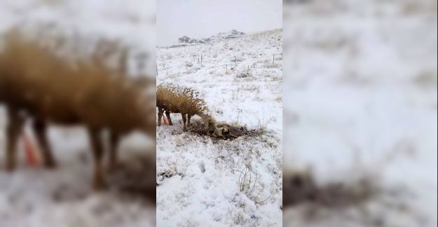 Koyun kar üzerinde doğum yaptı - Hukuki Haber