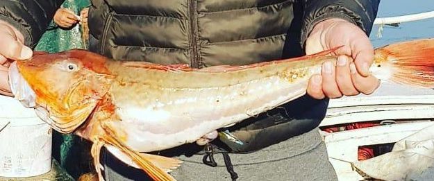 Kırlangıç balığı ağlara takıldı - Hukuki Haber