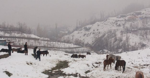 Aç kalan at sürüsüne belediye sahip çıktı - Hukuki Haber