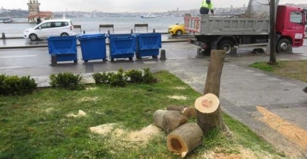 Üsküdar'da ağaç kesen 2 kişi, 200 ağaç dikecek! - Hukuki Haber